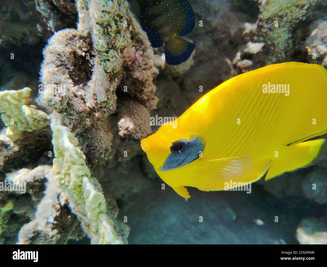 Bluecheek butterflyfish, Chaetodon semilarvatus from the Red Sea Stock ...