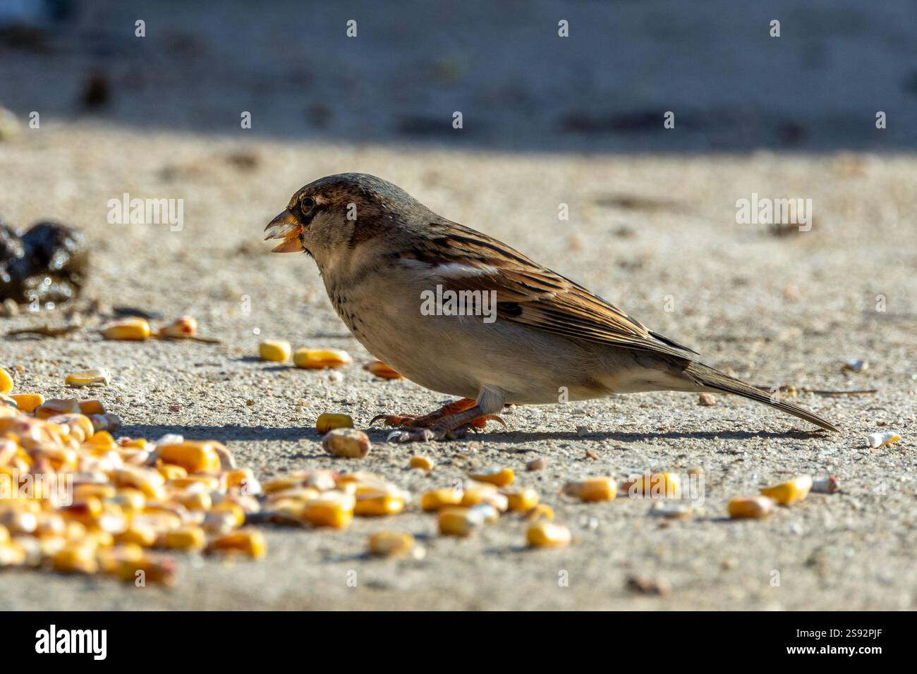 The male House Sparrow, a small urban bird, feeds on seeds, grains, and ...