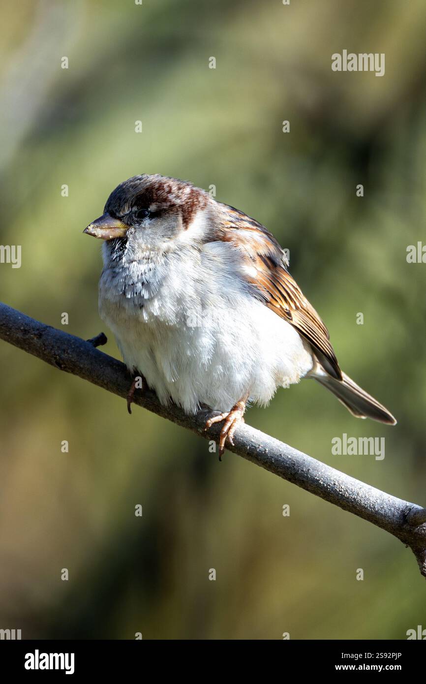 The male House Sparrow, a small urban bird, feeds on seeds, grains, and ...