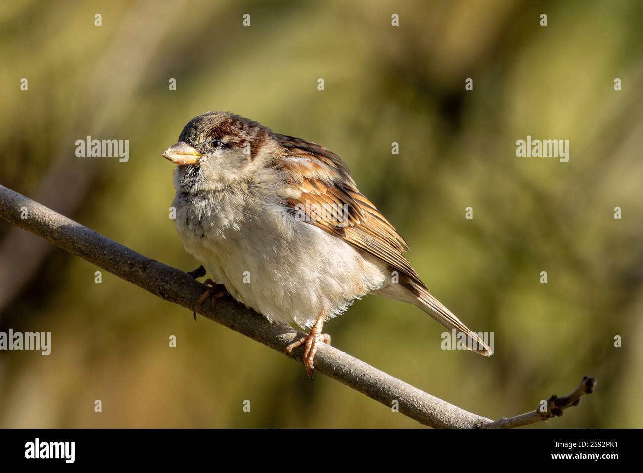 The male House Sparrow, a small urban bird, feeds on seeds, grains, and ...