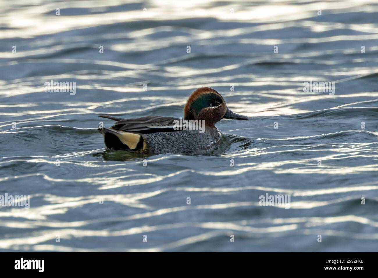 The male Eurasian Teal, a dabbling duck, feeds on seeds, aquatic plants ...