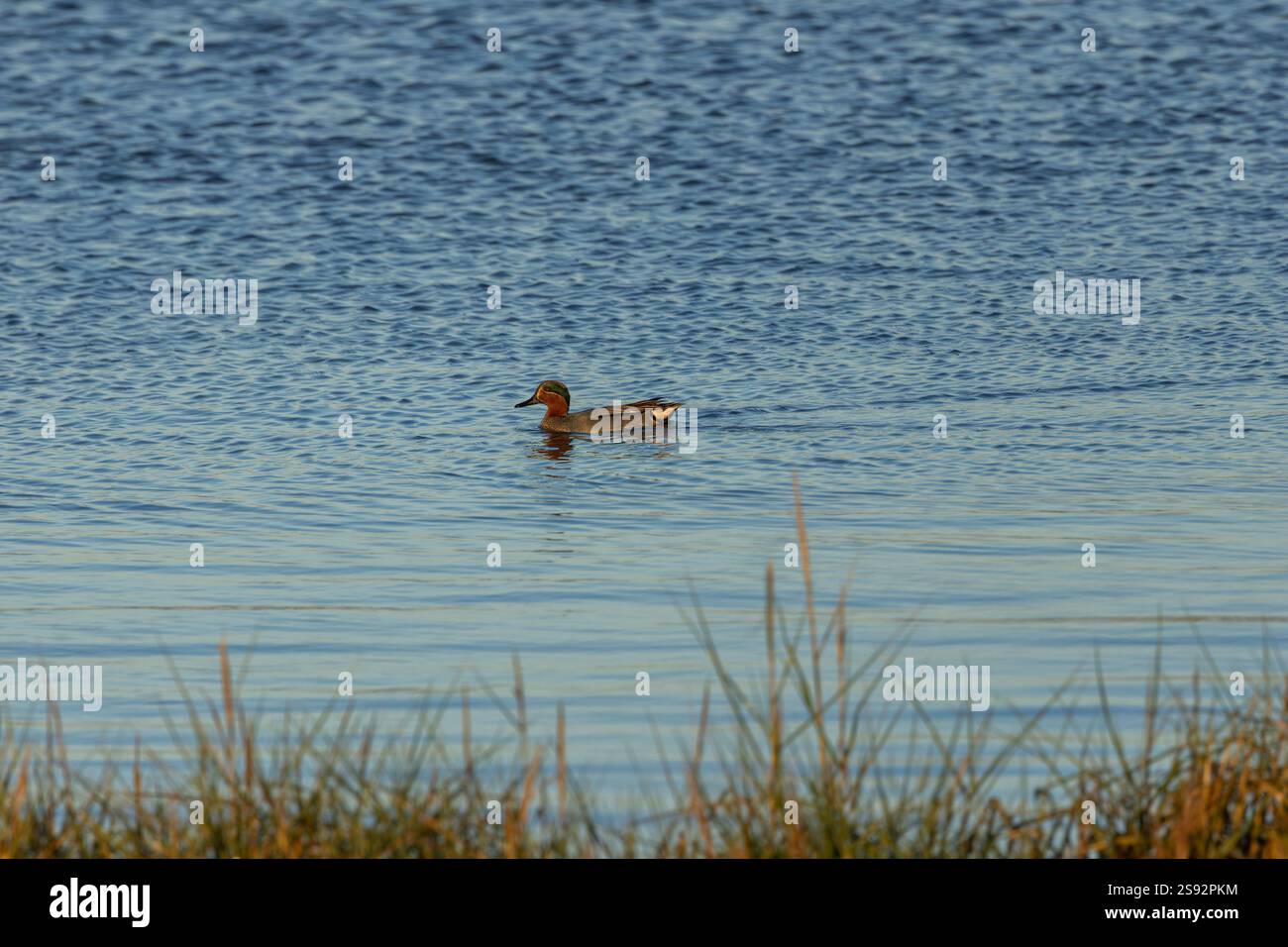 The male Eurasian Teal, a dabbling duck, feeds on seeds, aquatic plants ...