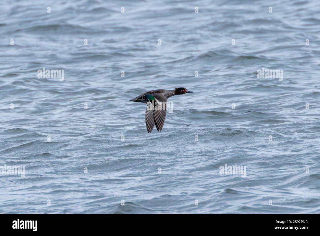 The male Eurasian Teal, a dabbling duck, feeds on seeds, aquatic plants ...