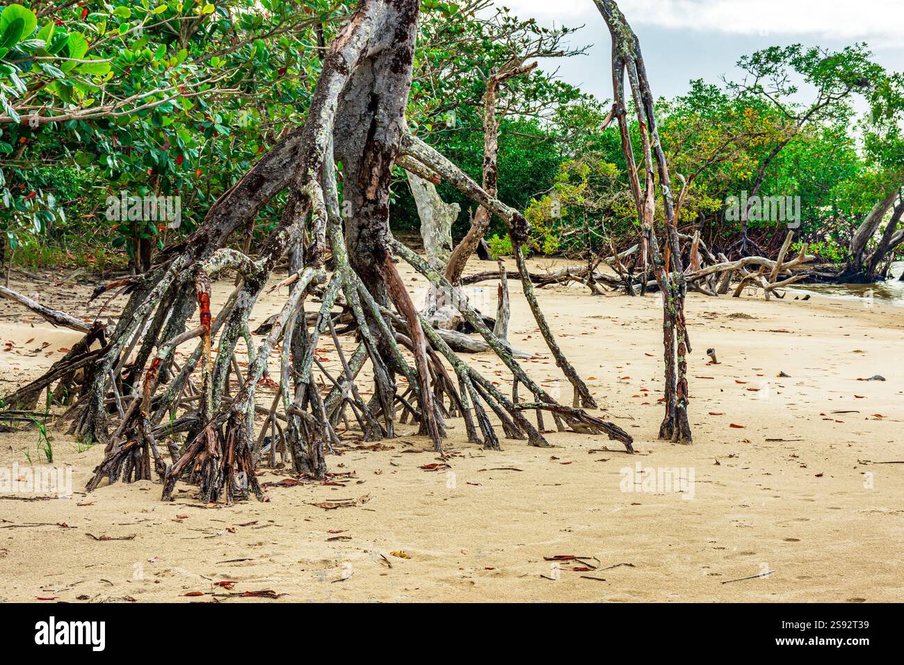 Mangrove roots in the sand on the beach in Serra Grande on the coast of ...