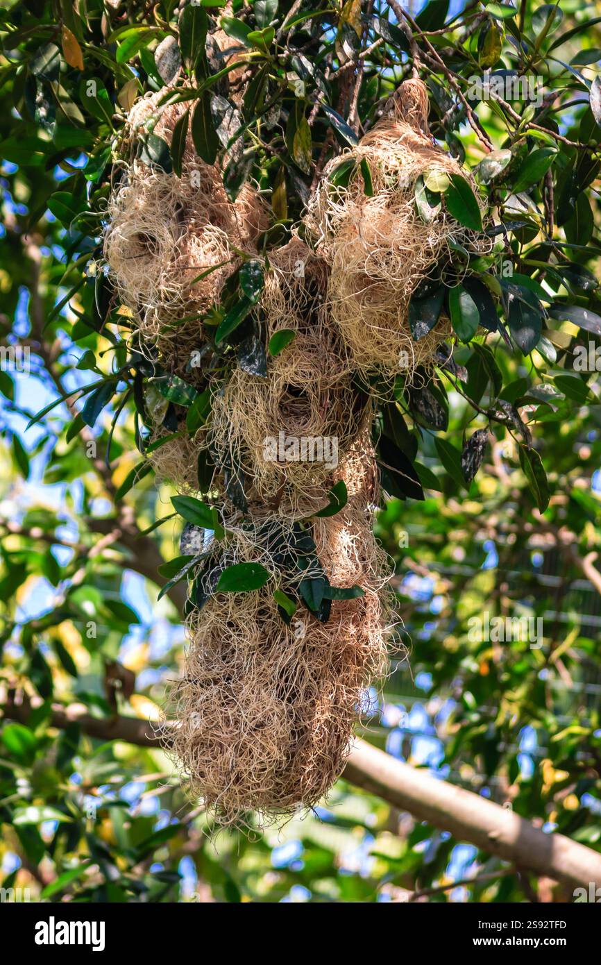 Different birds in tree nests hi-res stock photography and images - Alamy