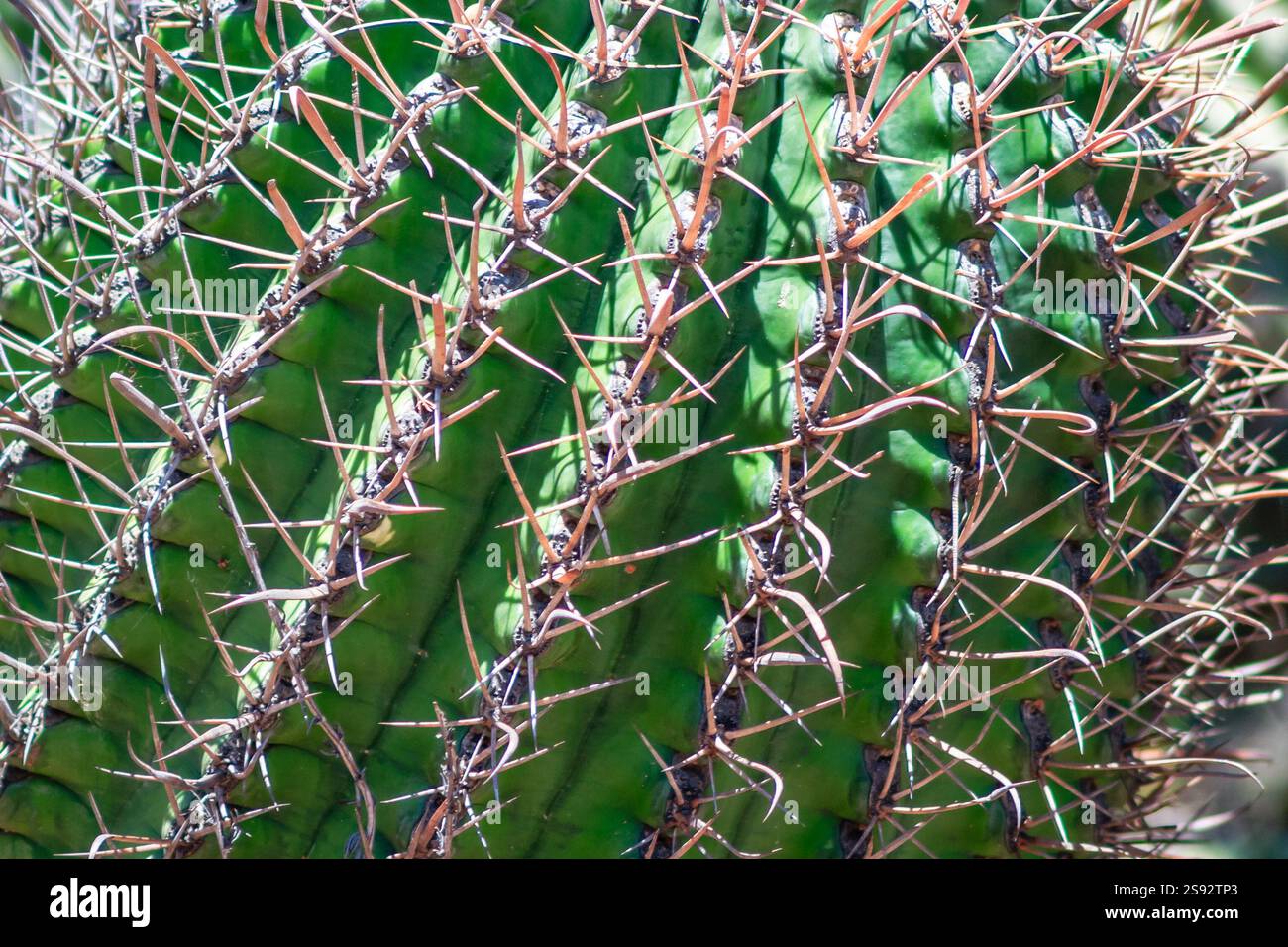 A cactus with brown spines and a green stem. The spines are long and ...