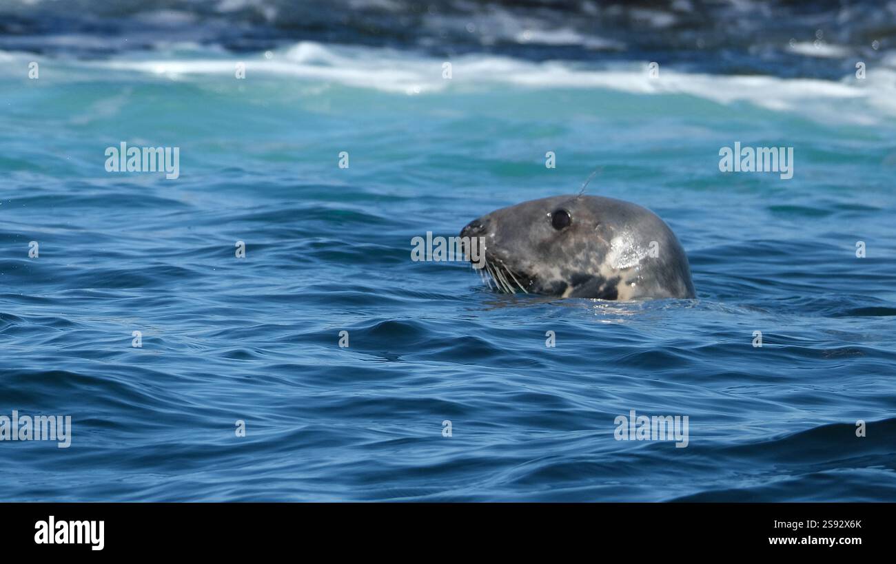 Pinnipeds, commonly known as seals, are a widely distributed and ...