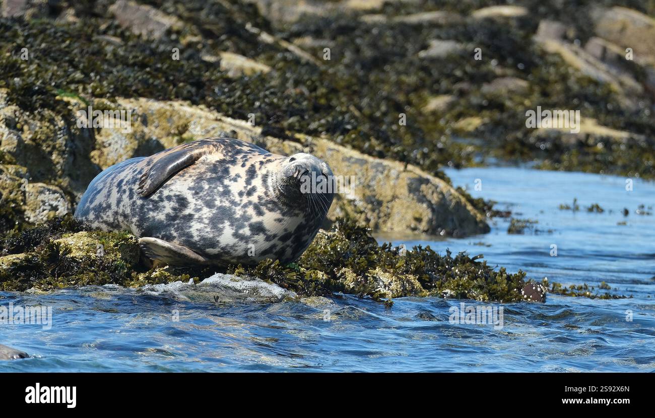 Pinnipeds, commonly known as seals, are a widely distributed and ...