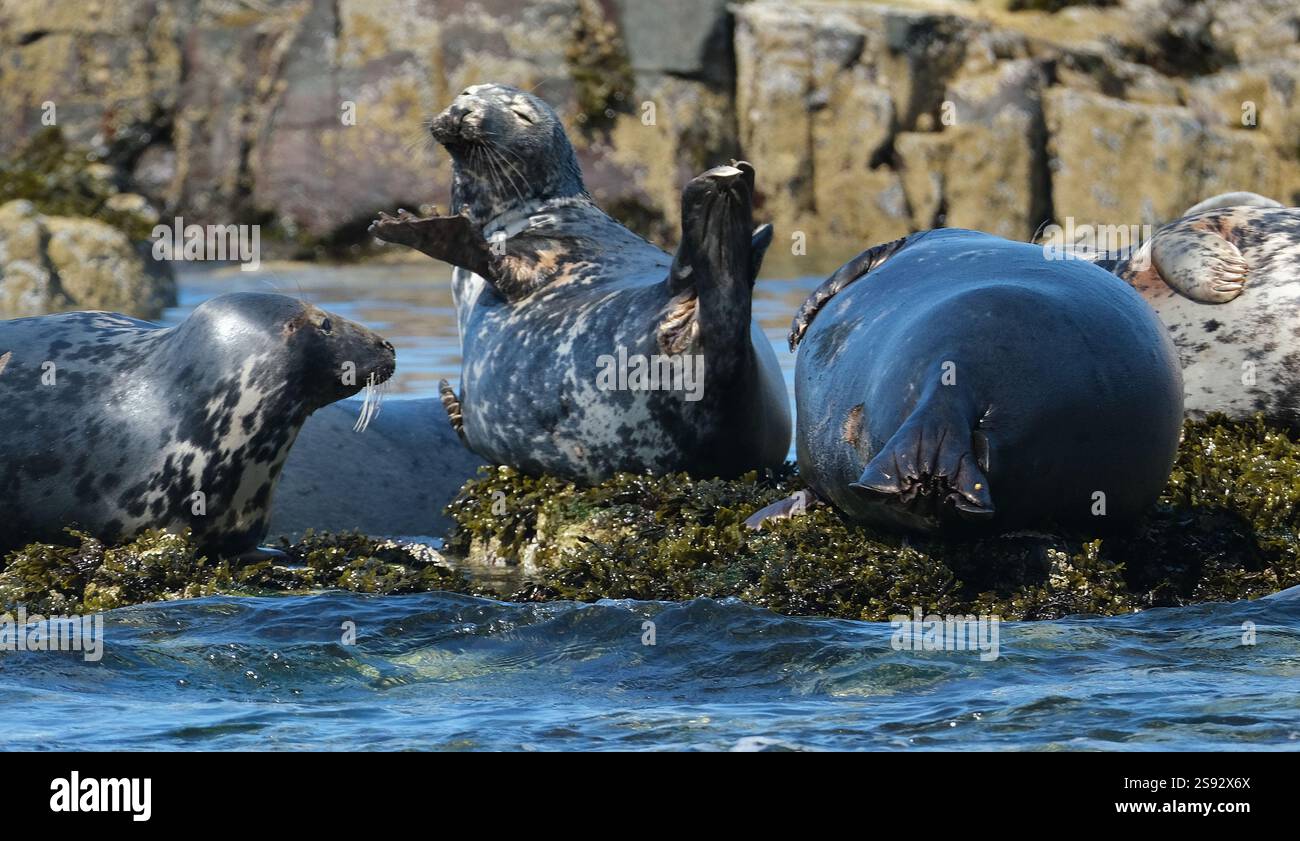 Pinnipeds, commonly known as seals, are a widely distributed and ...