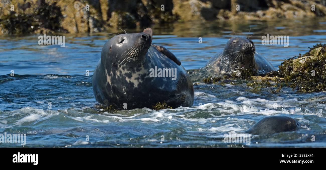 Pinnipeds, commonly known as seals, are a widely distributed and ...