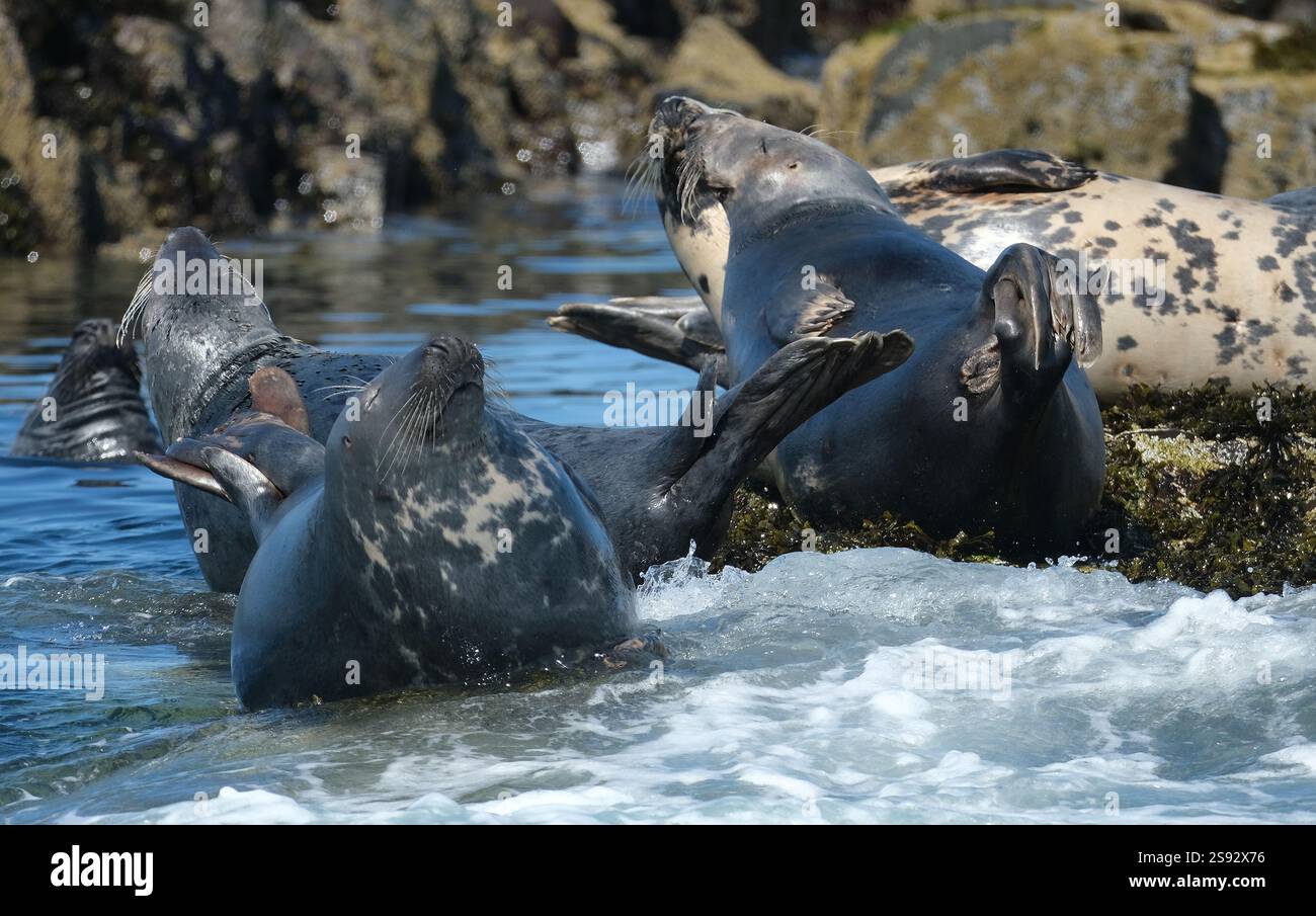 Pinnipeds, commonly known as seals, are a widely distributed and ...