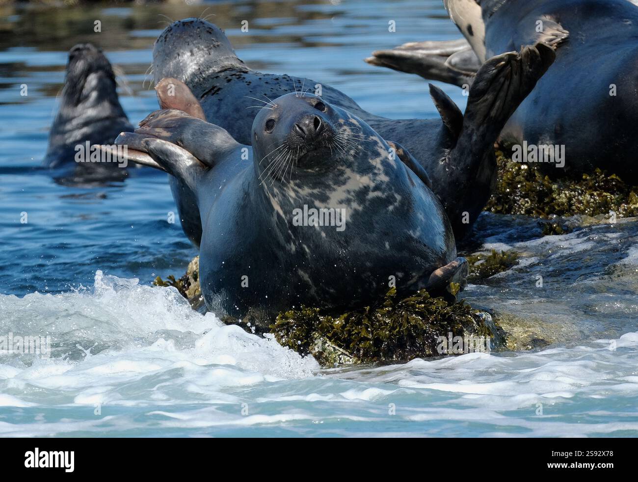 Pinnipeds, commonly known as seals, are a widely distributed and ...