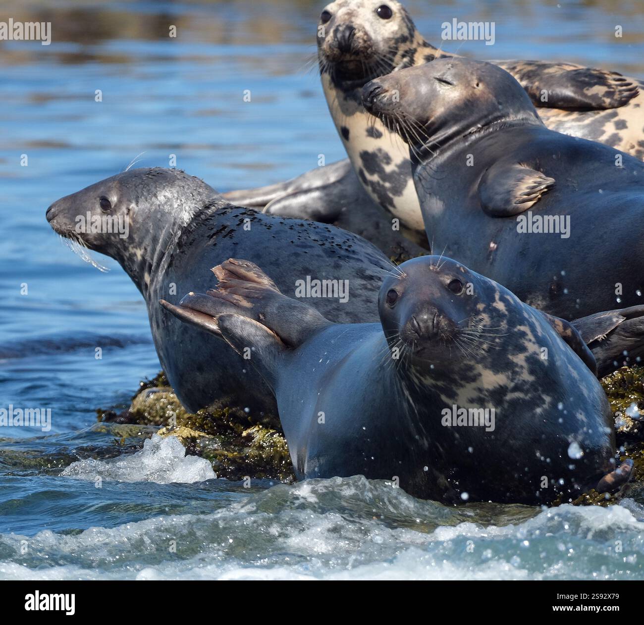 Pinnipeds, commonly known as seals, are a widely distributed and ...