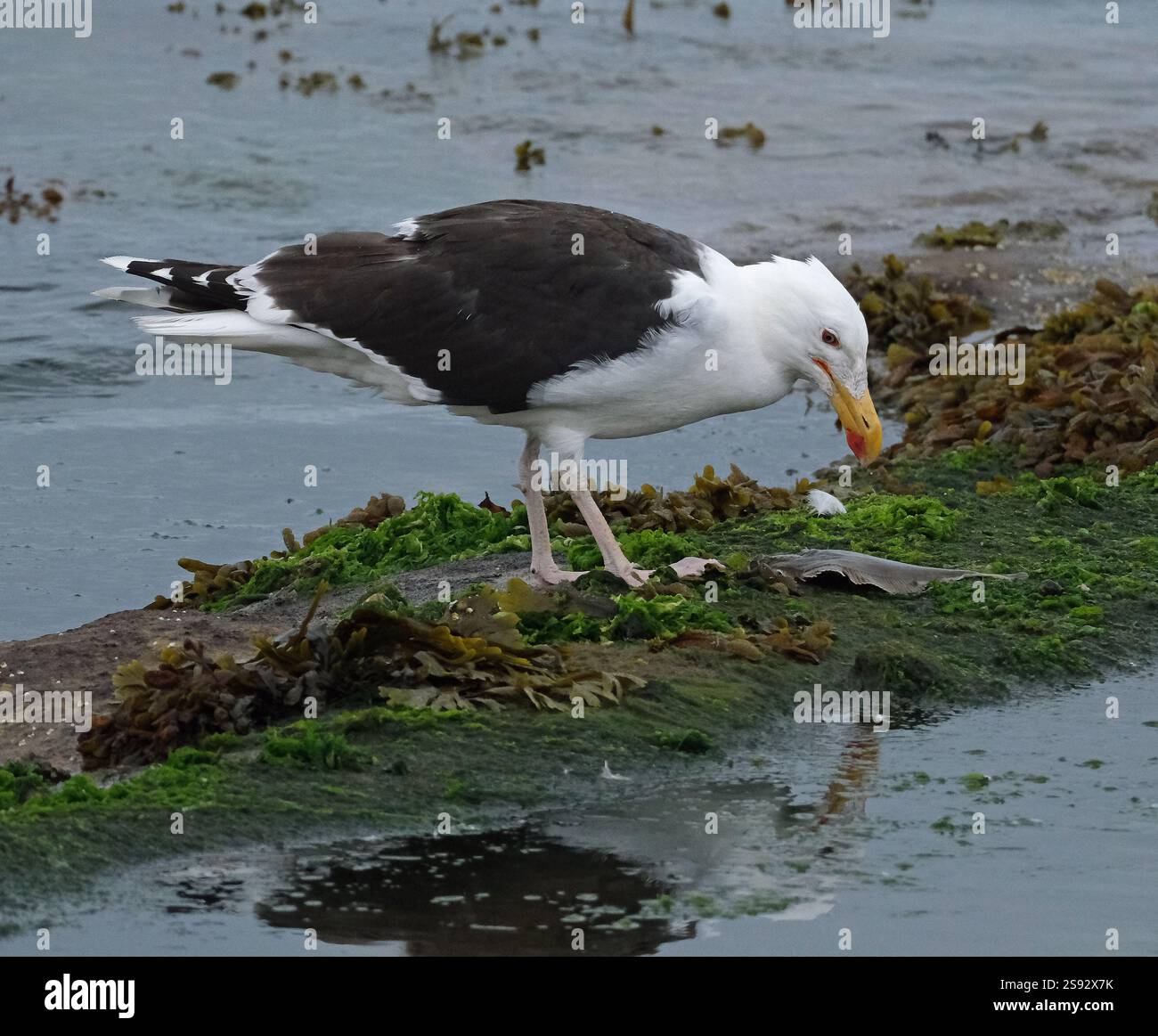 The great black-backed gull is the largest member of the gull family ...