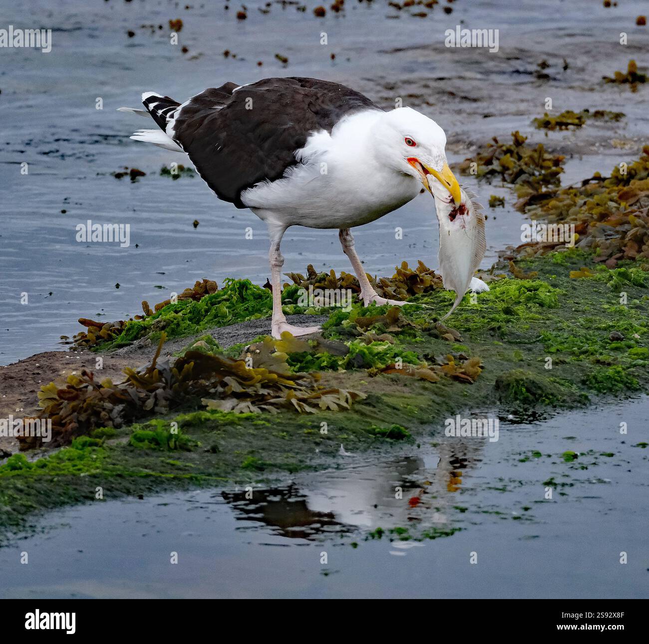 The great black-backed gull is the largest member of the gull family ...
