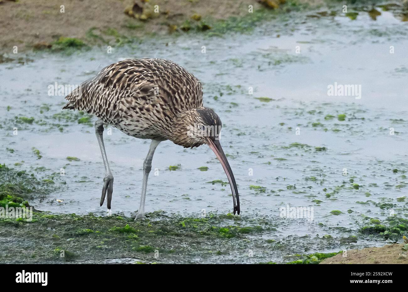 The curlews are a group of nine species of birds in the genus Numenius ...