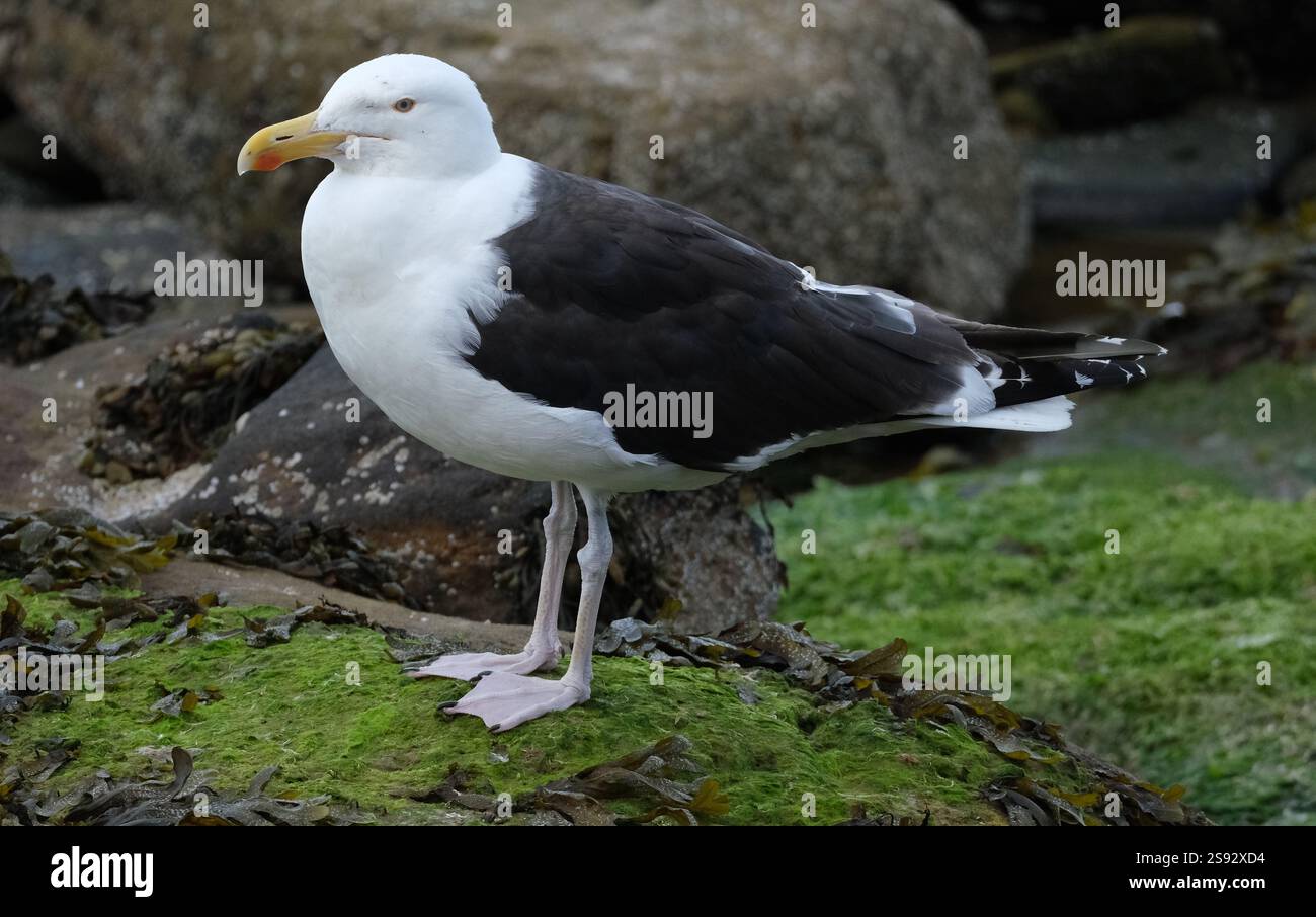 The great black-backed gull is the largest member of the gull family ...