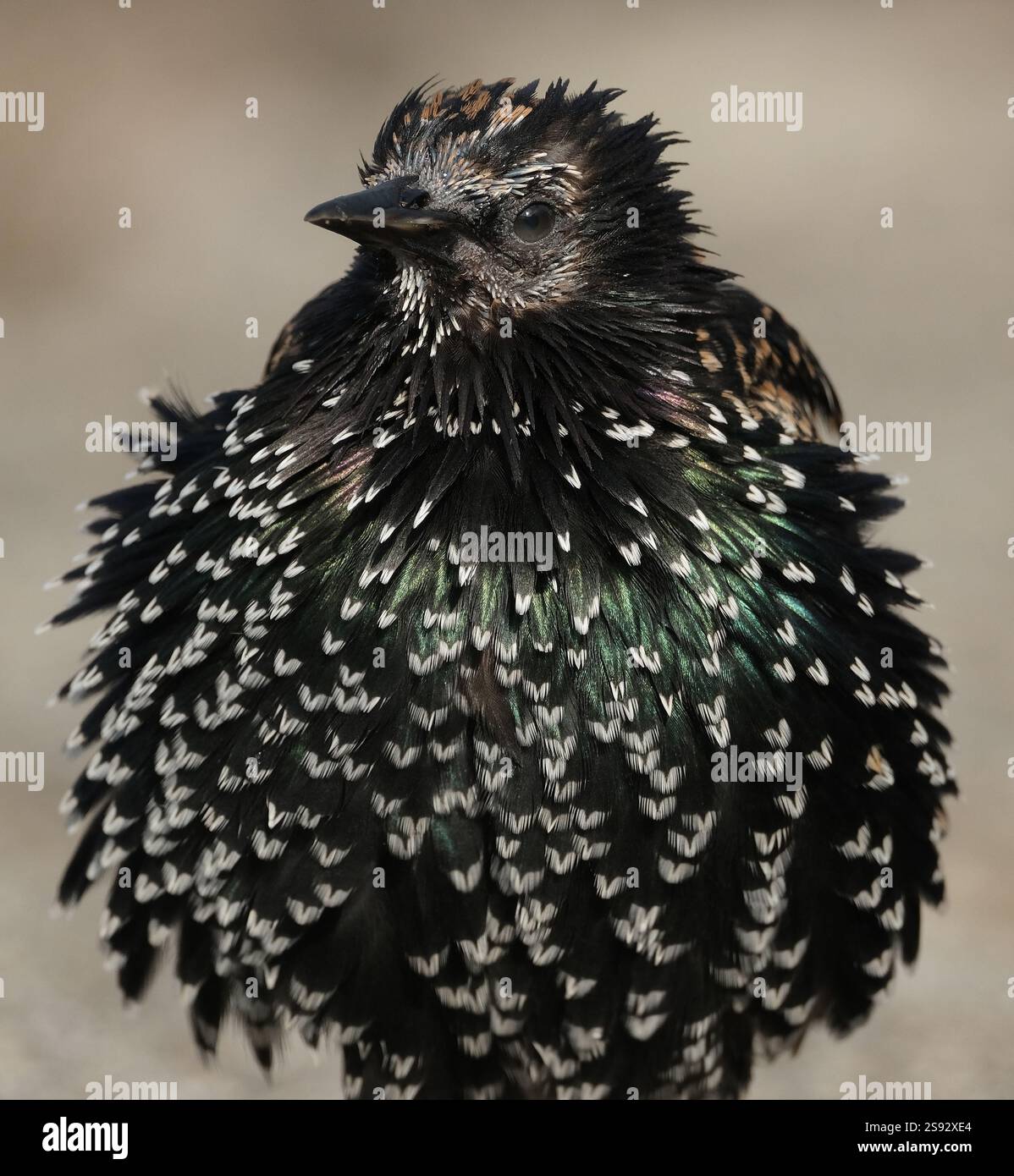 Starlings are small to medium-sized passerine birds in the family ...