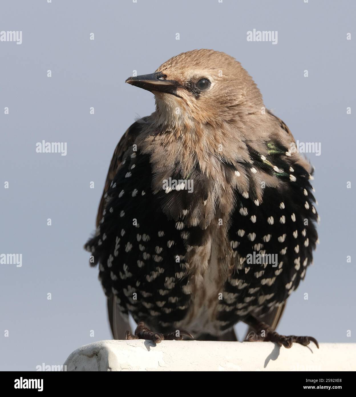 Starlings are small to medium-sized passerine birds in the family ...