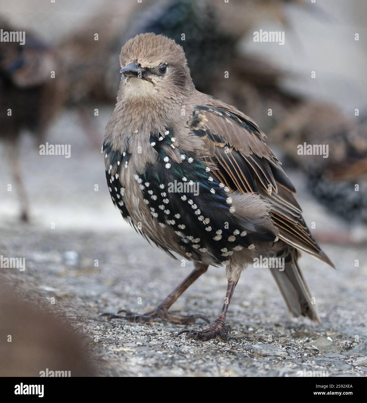 Starlings are small to medium-sized passerine birds in the family ...