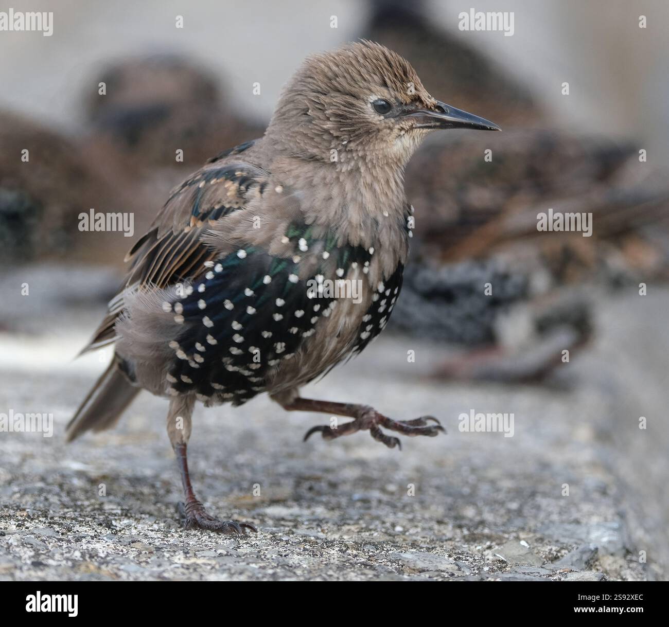 Starlings are small to medium-sized passerine birds in the family ...