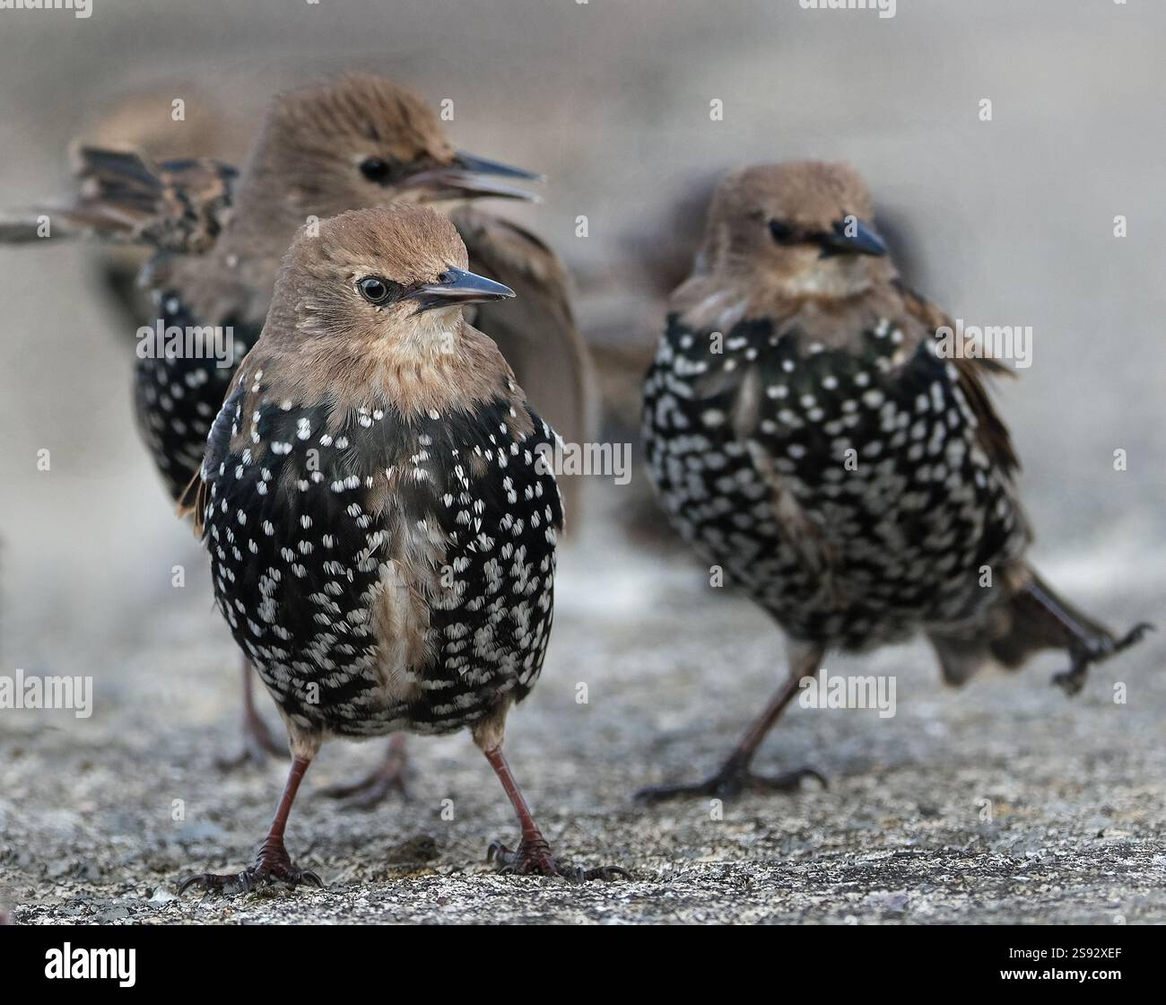 Starlings are small to medium-sized passerine birds in the family ...