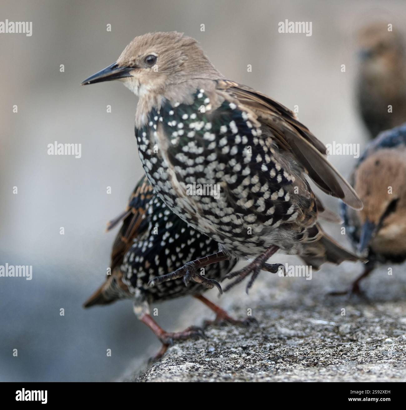 Starlings are small to medium-sized passerine birds in the family ...