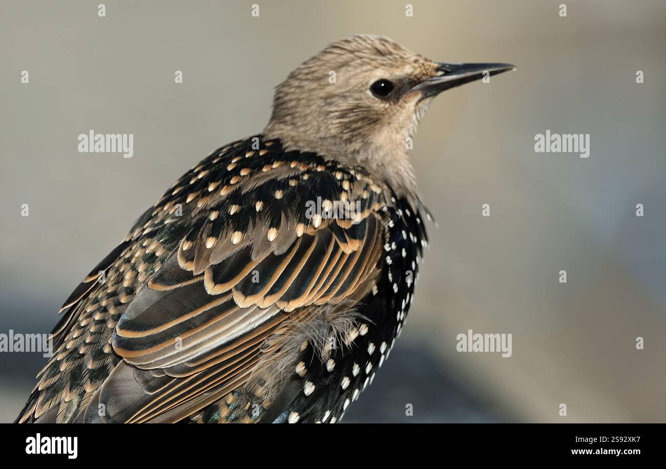 Starlings are small to medium-sized passerine birds in the family ...