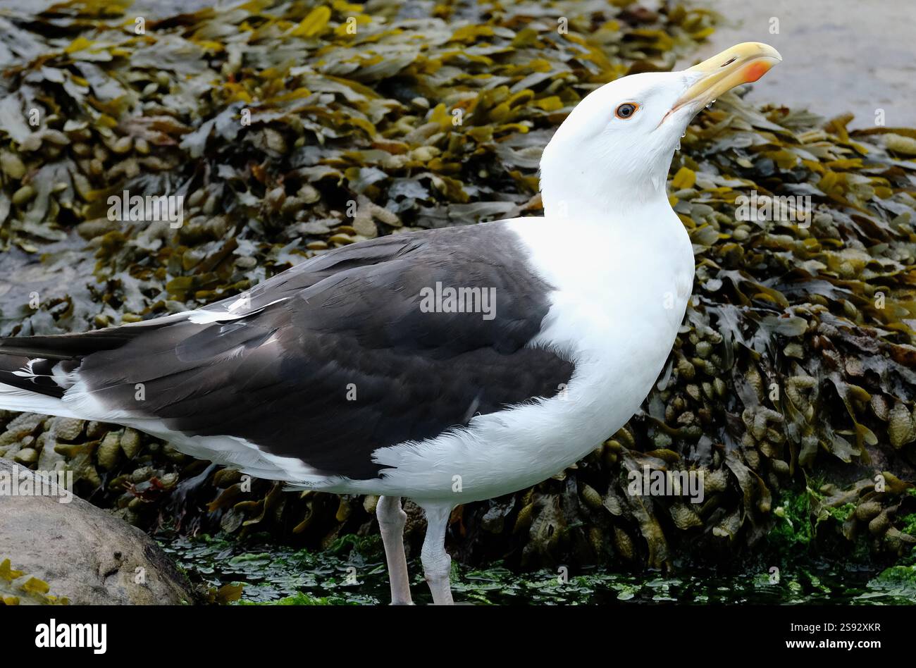 The great black-backed gull is the largest member of the gull family ...