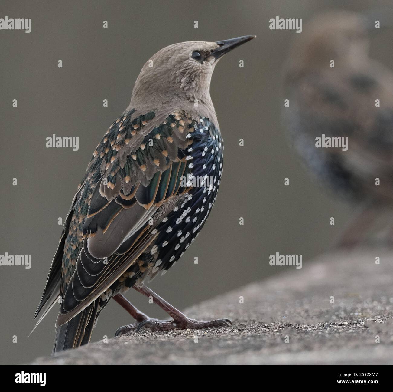 Starlings are small to medium-sized passerine birds in the family ...