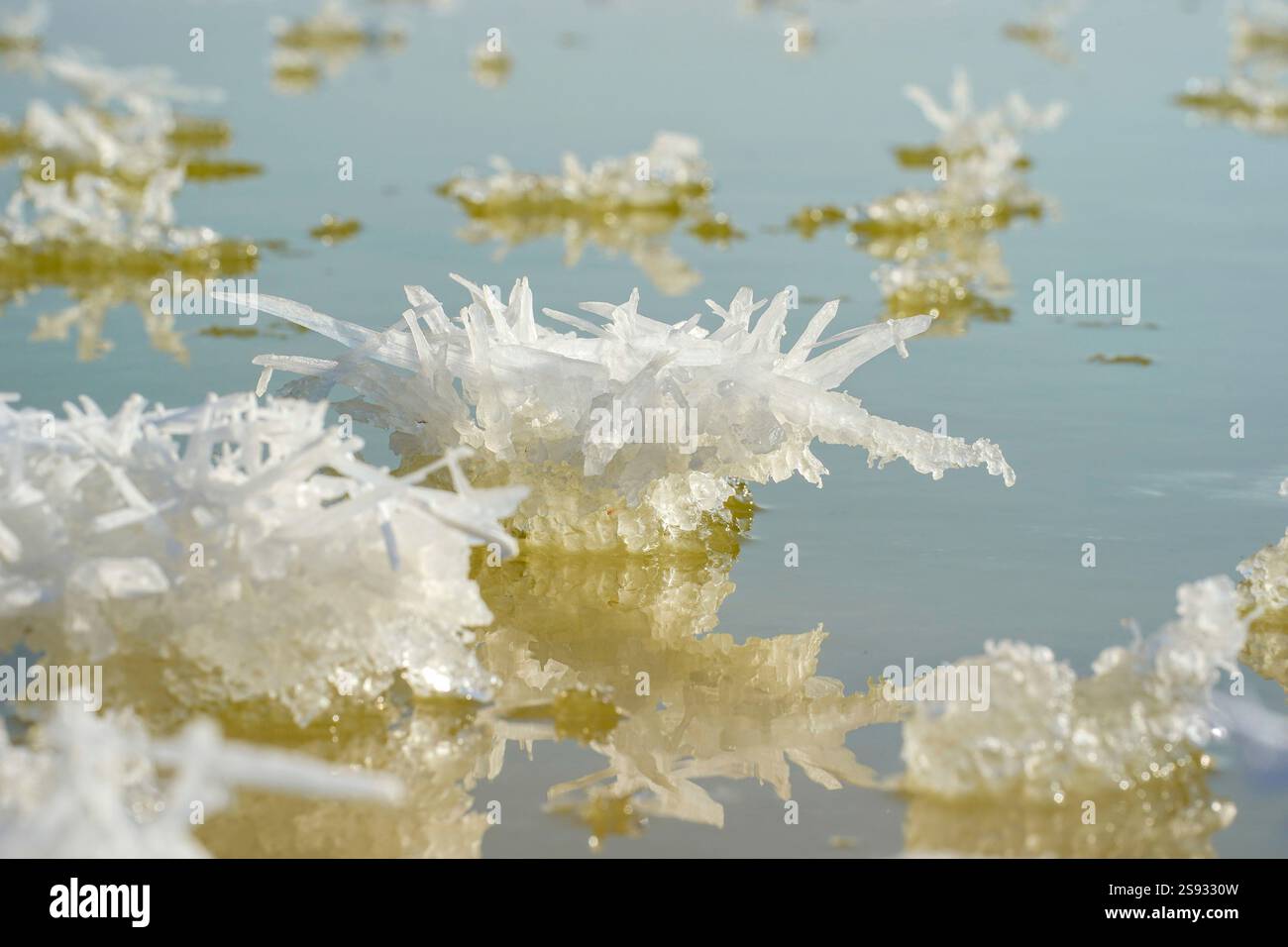 "Salt flowers", crystals of mirabilite, scientifically known as sodium ...