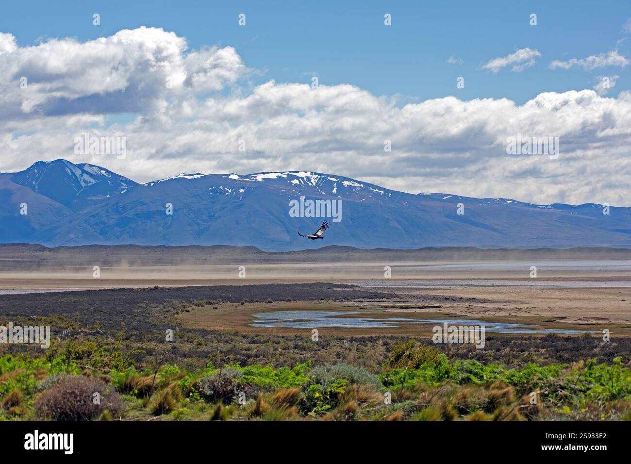 Andean condor soaring above the Patagonian landscape with mountains and ...