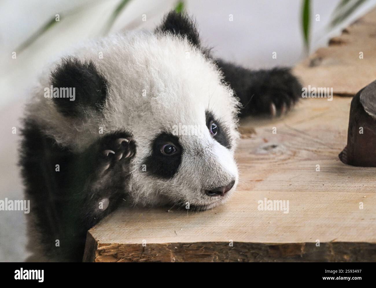 24 January 2025, Berlin: A panda cub climbs up a wooden walkway at Zoo ...