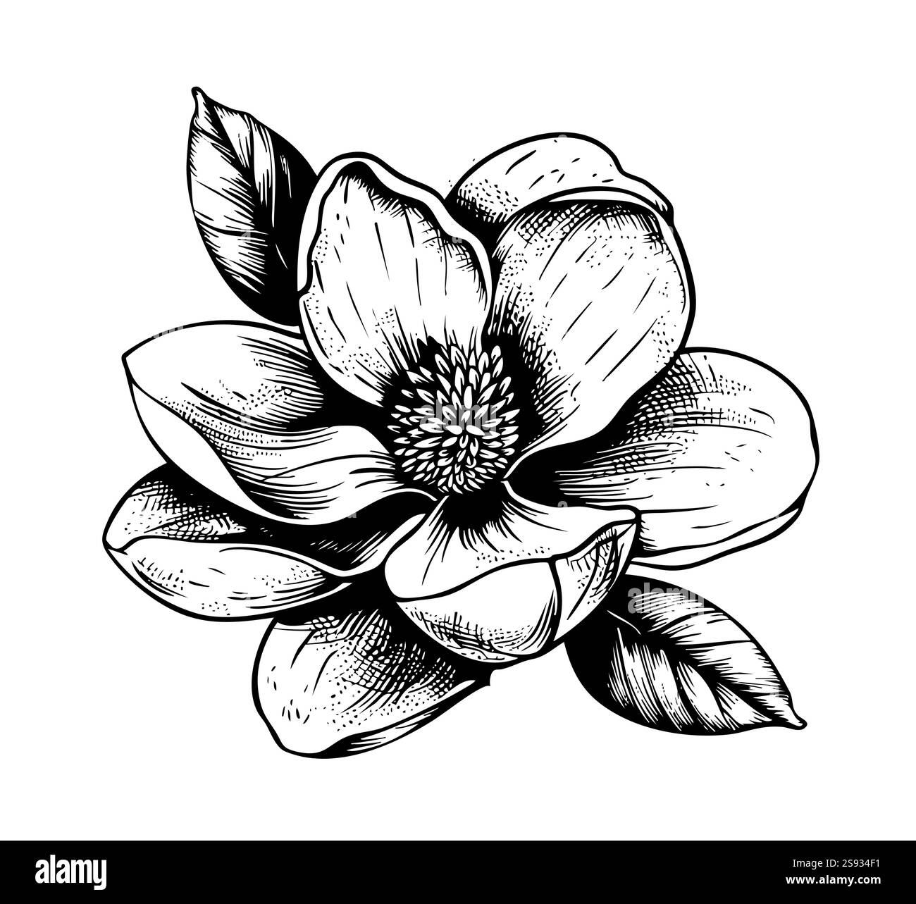 Magnolia flower with leaves sketch Vector illustration Stock Vector ...