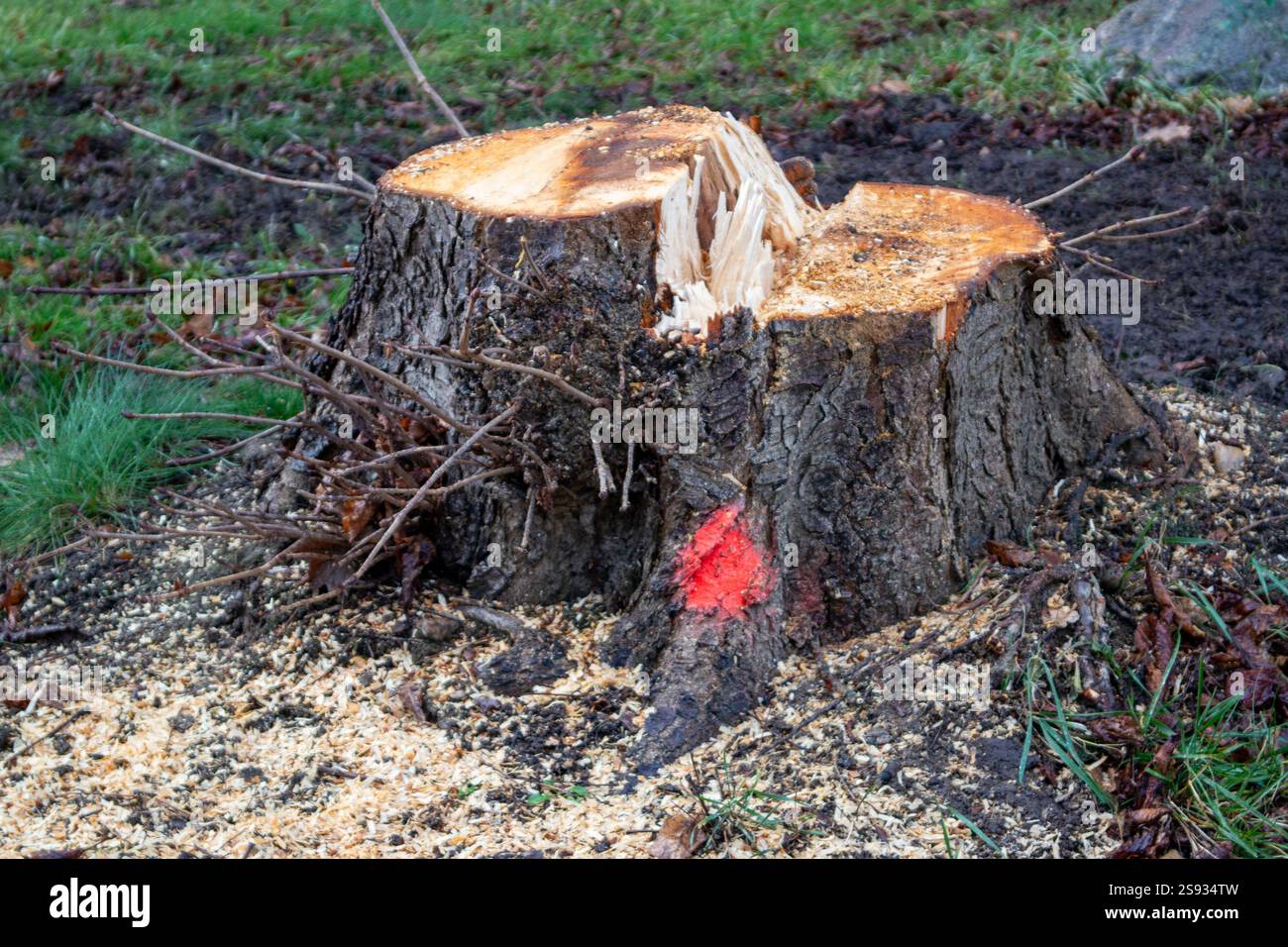 Tree trunk falling in the spring for the road construction site Stock ...