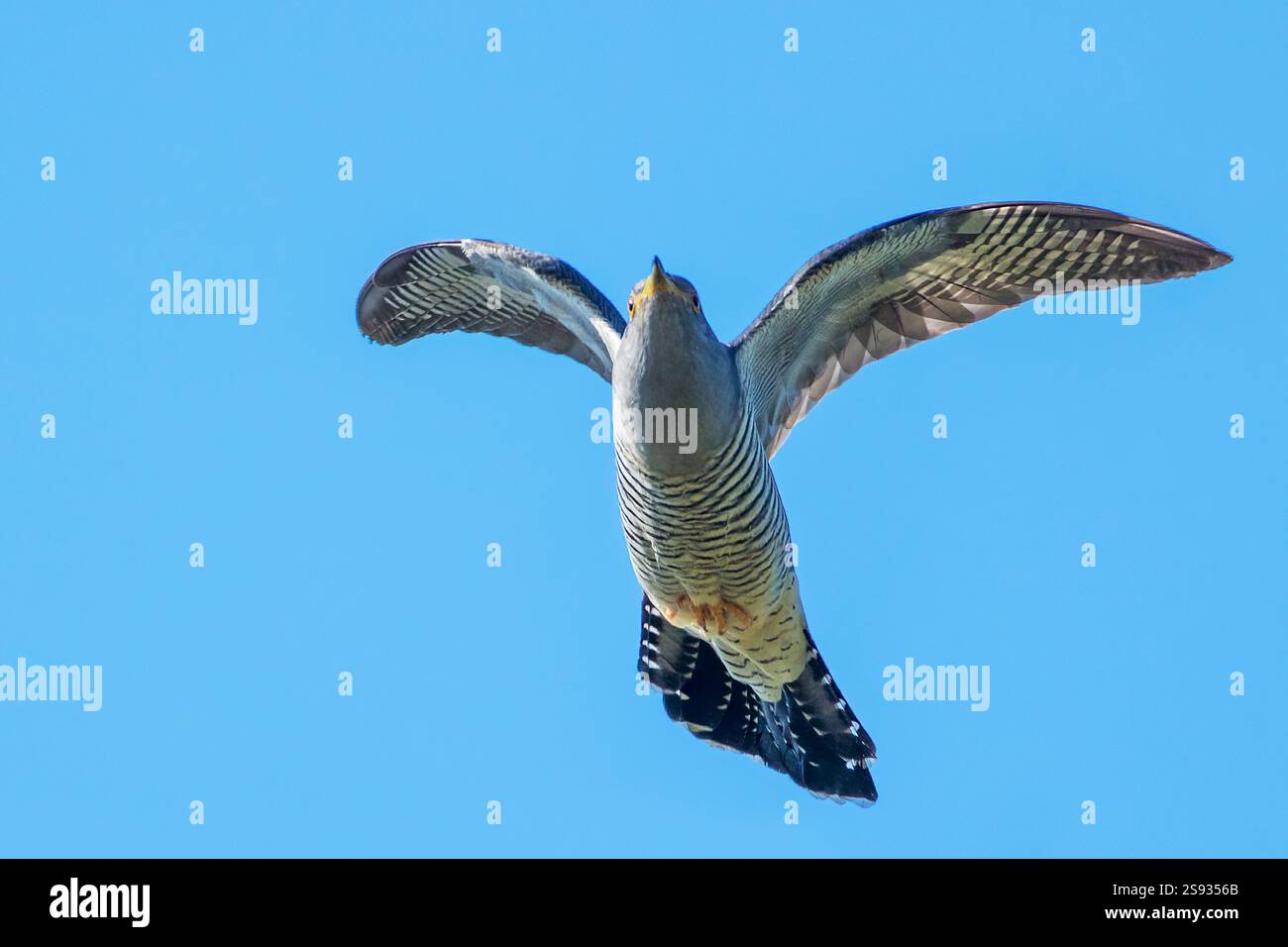 Common cuckoo, European cuckoo or Eurasian cuckoo (Cuculus canorus ...