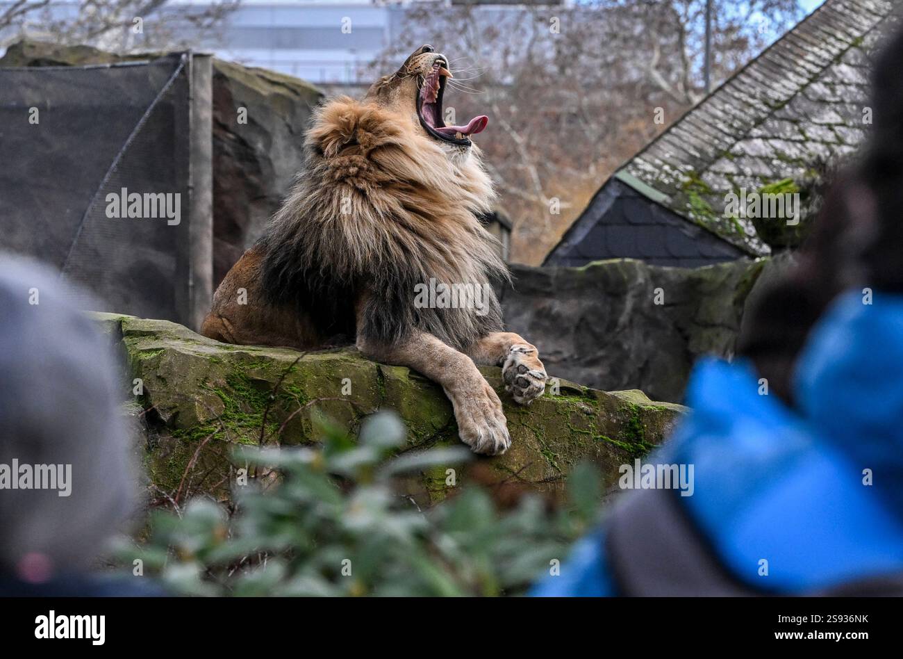 dpatop - 24 January 2025, Berlin: A lion yawns relaxed at the zoo ...