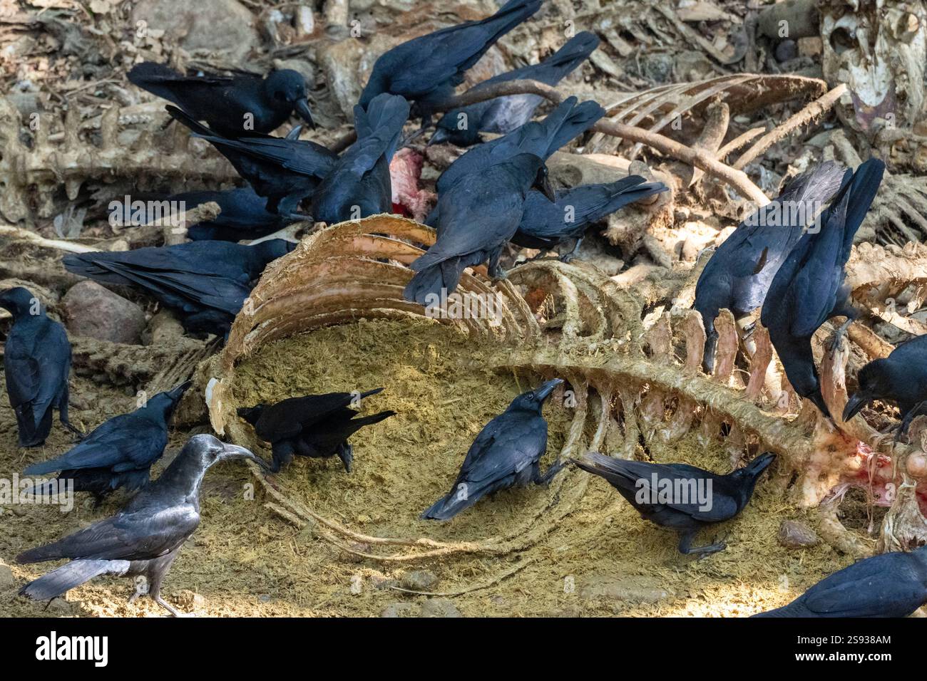 Crows pick on a bovine carcass near Dharamshala, India, Friday, Jan. 24 ...