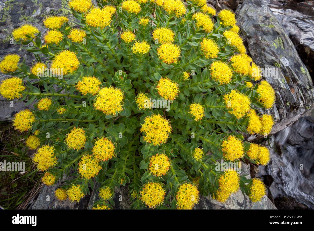 Golden root flowering Stock Photo - Alamy