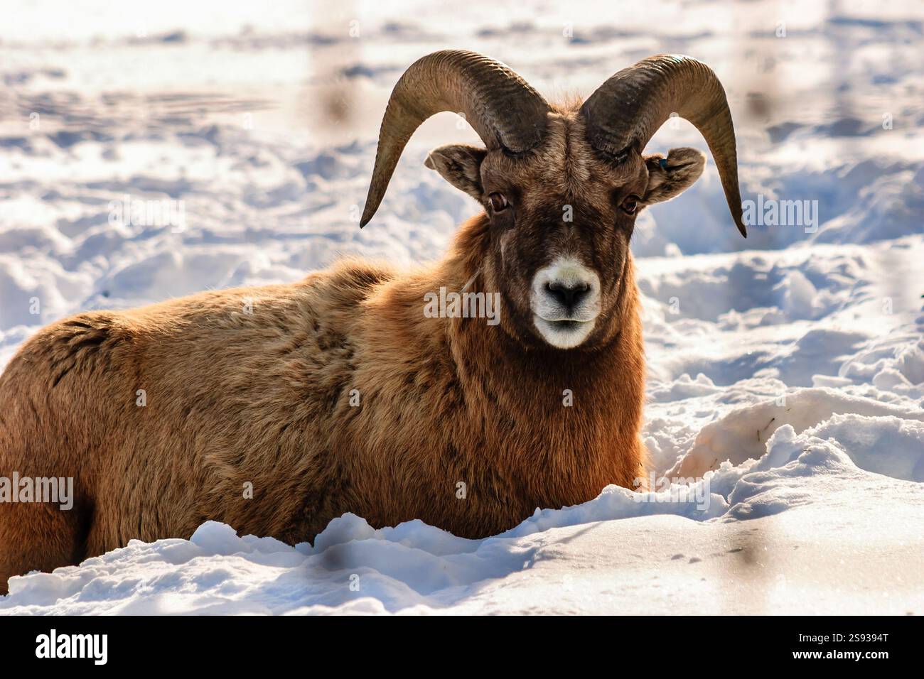 A ram with horns is laying in the snow. The ram is brown and white ...
