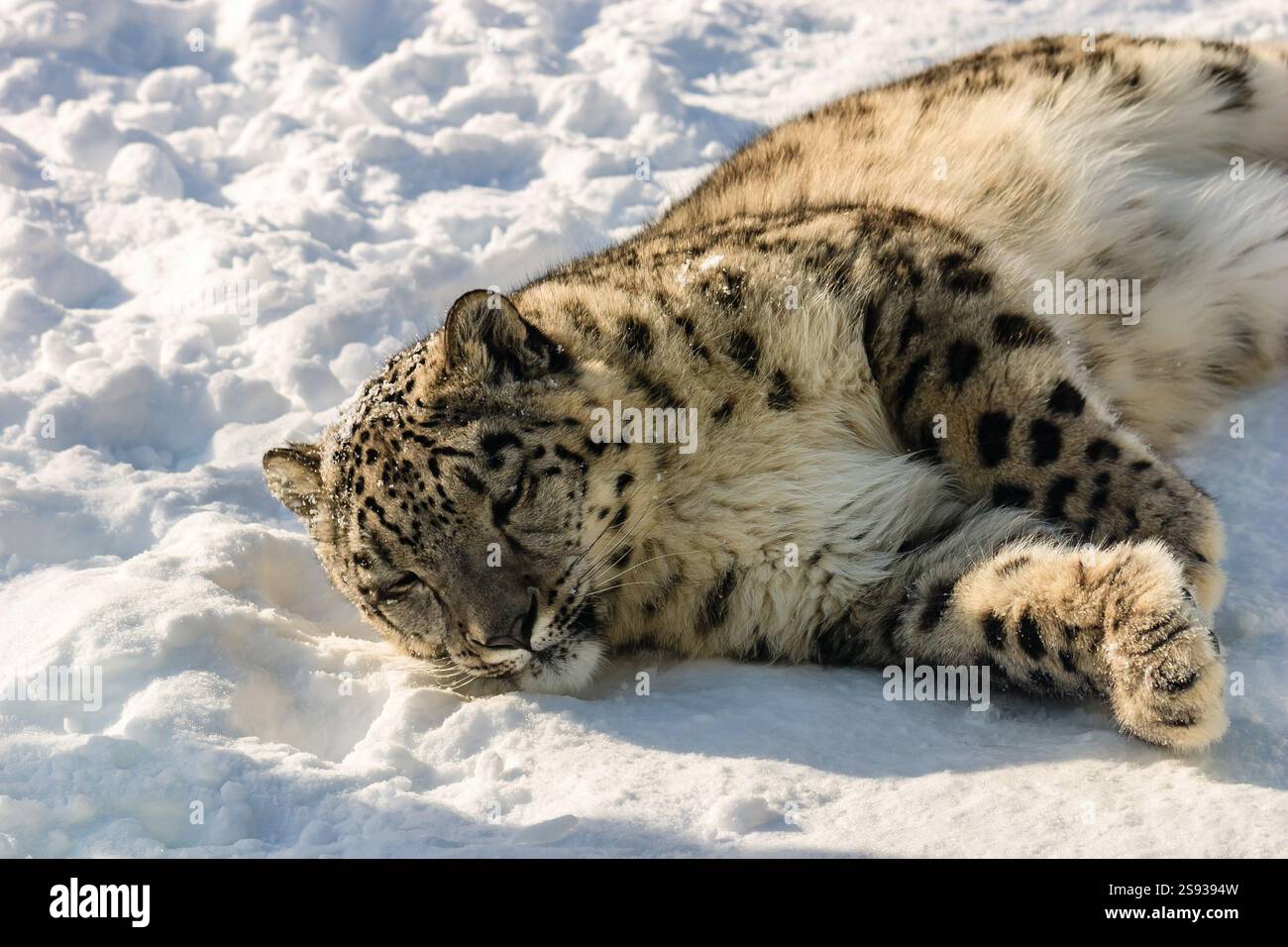 A snow leopard is laying down in the snow. The snow is white and the ...