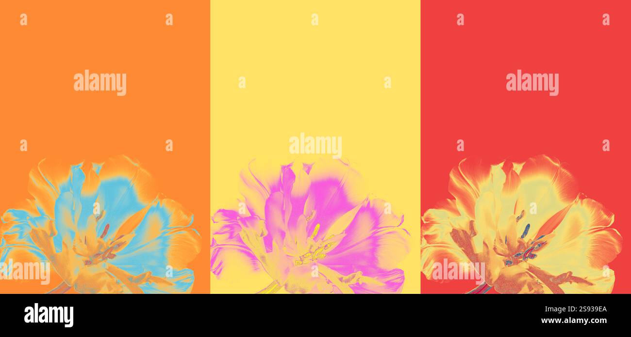 Pop art design of multicoloured tulips. Pop art gradient effect flowers ...