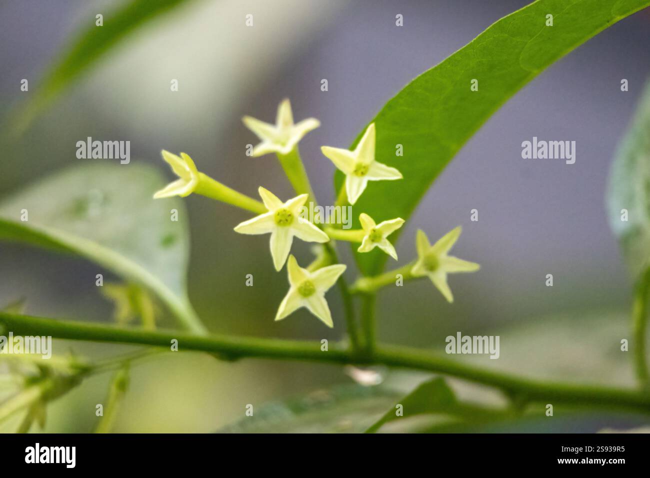 Close-up of Night-blooming jasmine flowers, scientifically known as ...