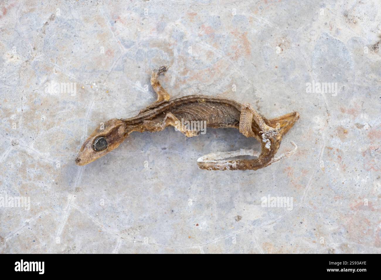 Chipkali hi-res stock photography and images - Alamy