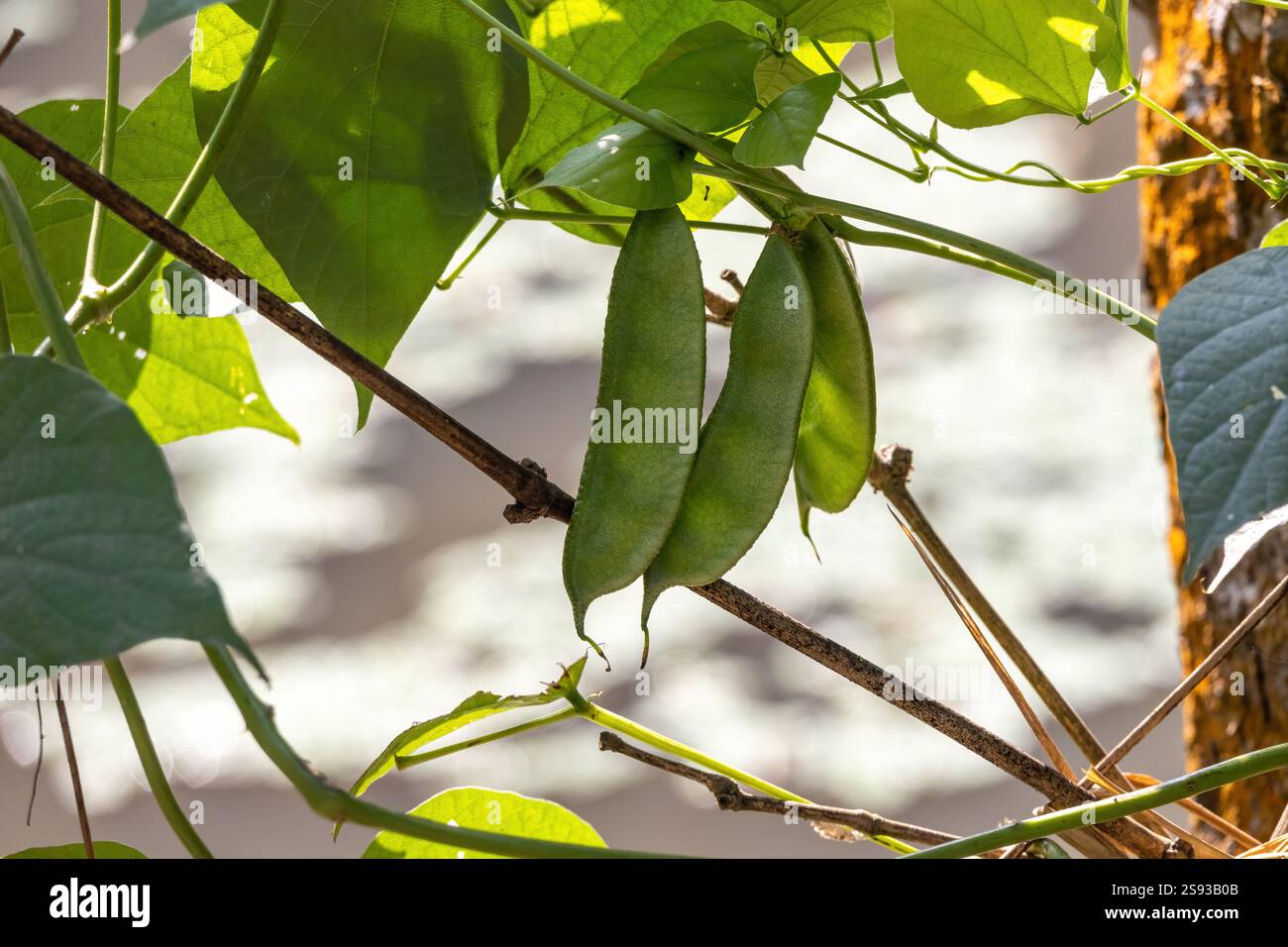 Newly grown beans on a bean plant in a vegetable garden. Green pea pods ...