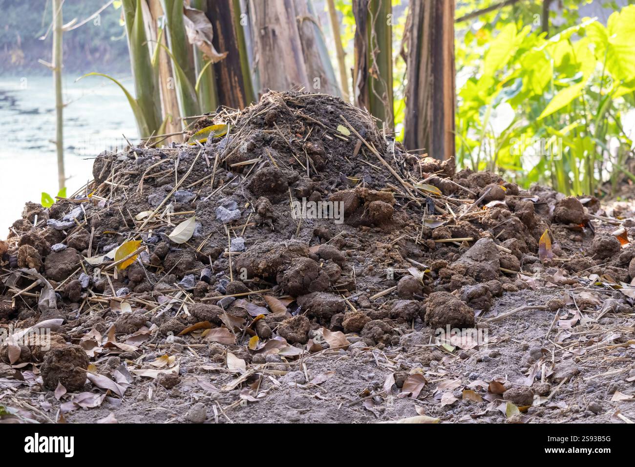 A heap of cow dung in a village backyard. This mixture of cow manure ...