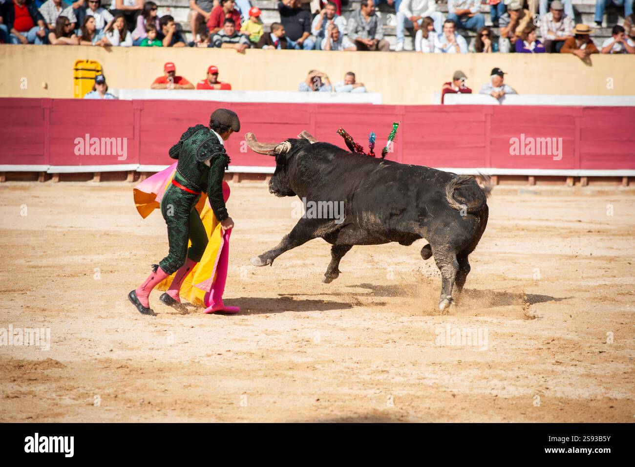 Matdor taunts the bull and tires him out before the group of forcado ...