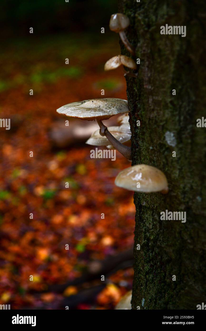 Grey fungi growing out from tree trunk in fall. Vertical photo with ...