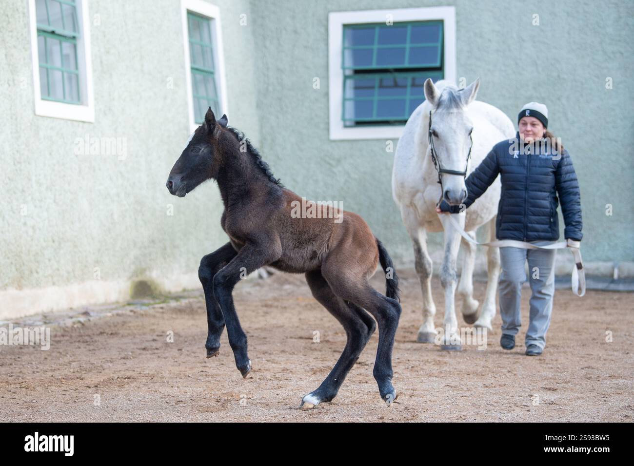 The first Black Kladruber Horse foal of the year 2025 born in the ...
