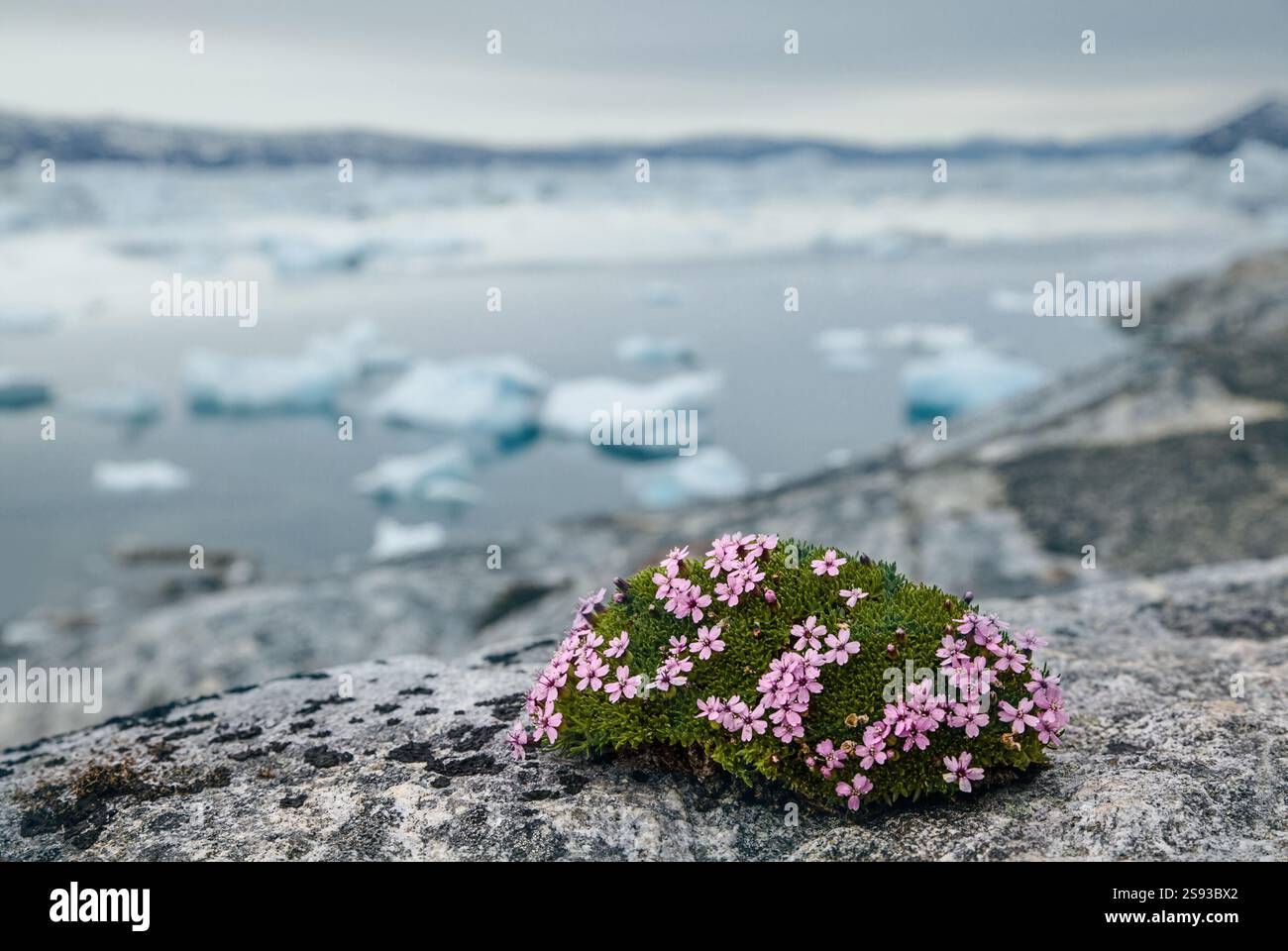 Moss Campion, Silene Acaulis in Greenland. The plant of the Arctic zone of the Northern ...